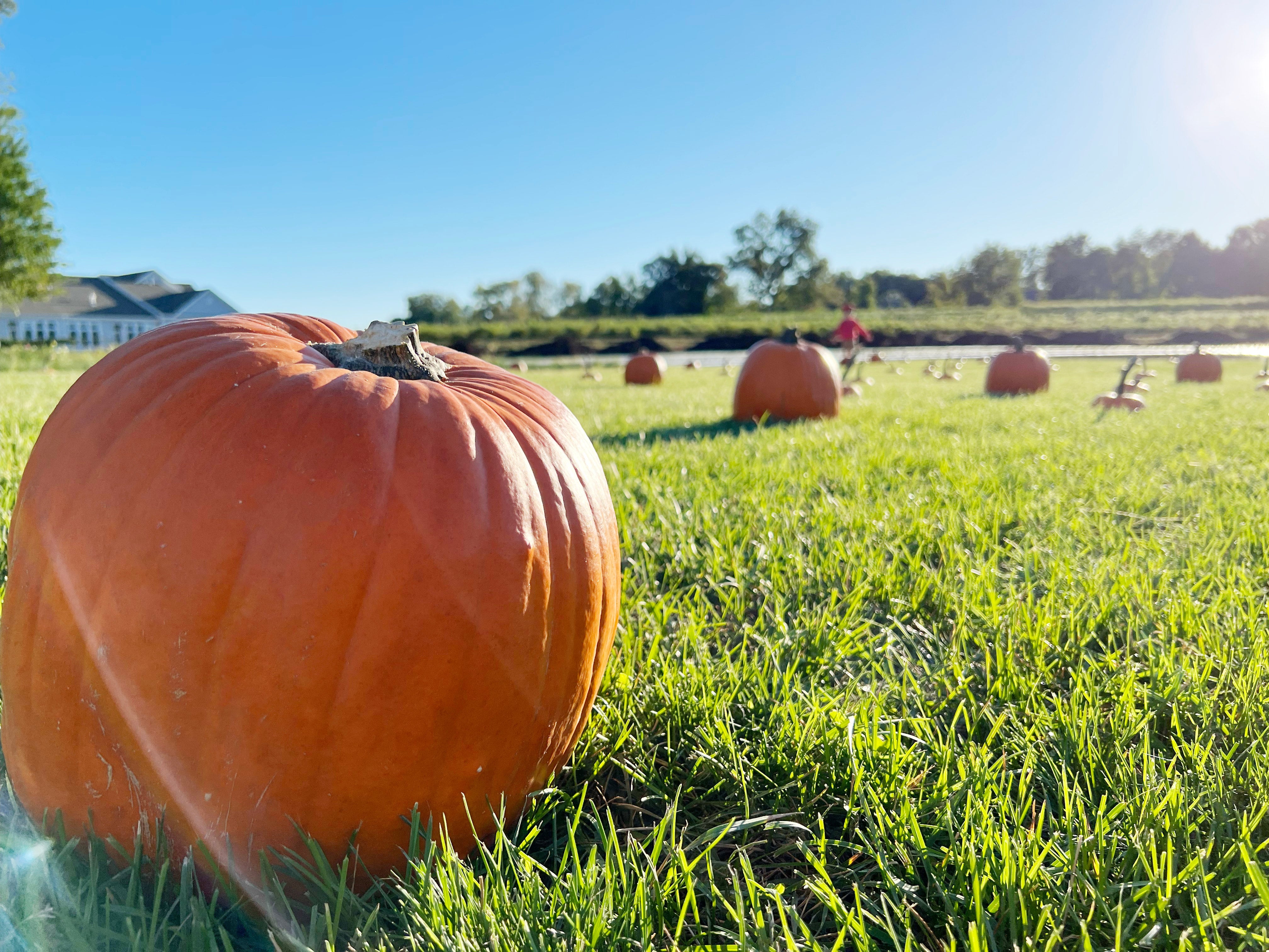 flamstead pumpkin picking