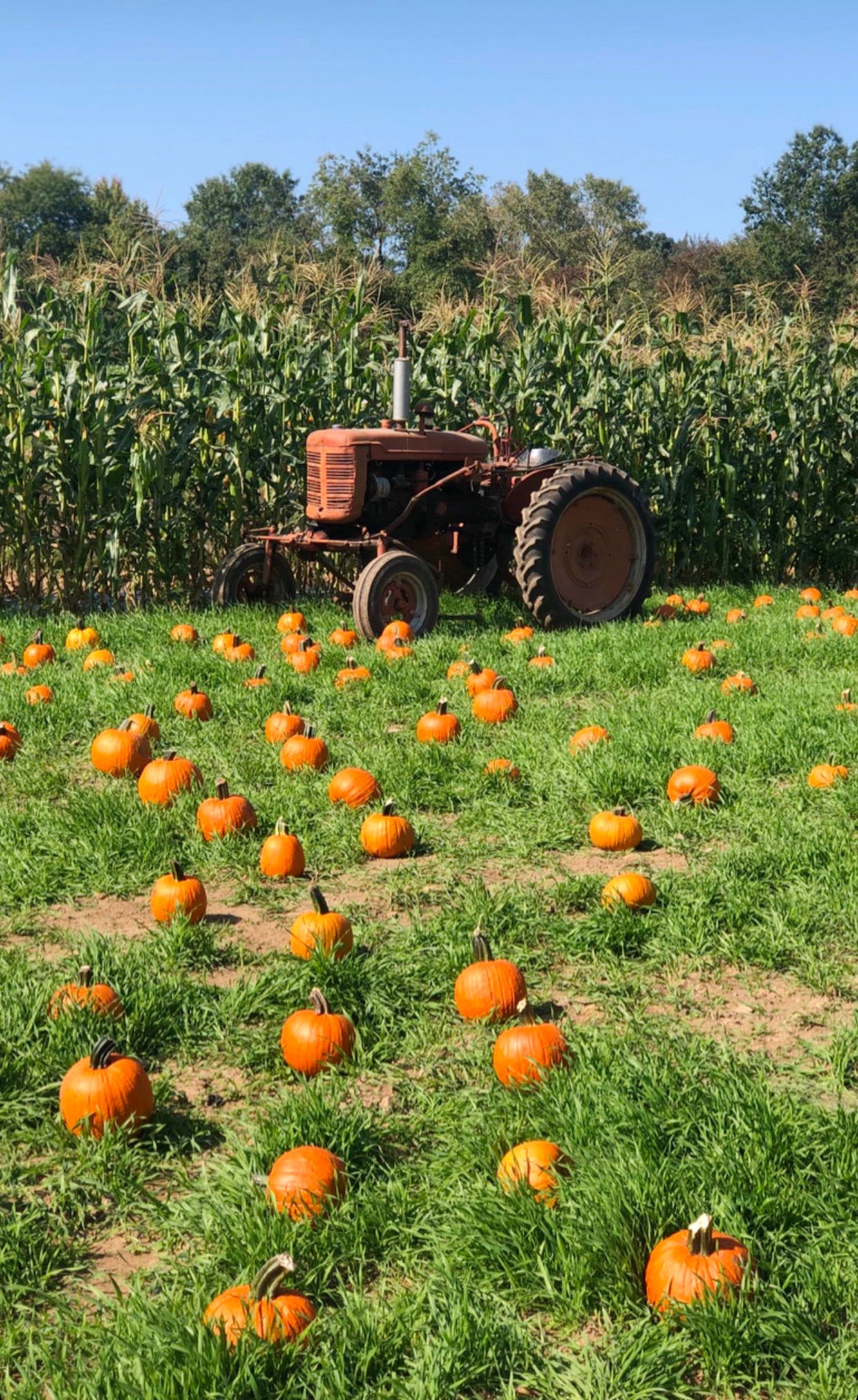 2024 Hayrides & Pumpkin Picking | Stokes Farm Inc